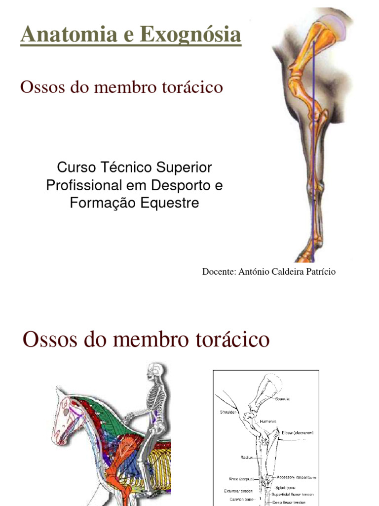Ossos Do Membro Torácico Equinos | Download grátis PDF | Sistema ...