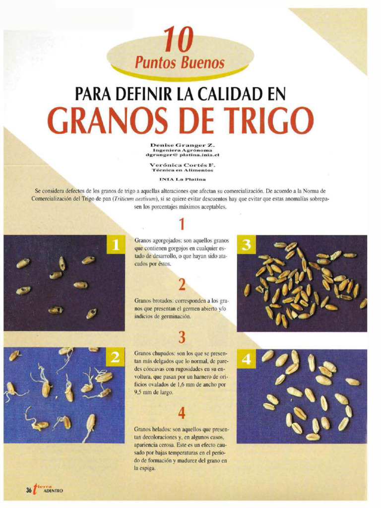 Calidad del Trigo: 10 Puntos Clave | PDF | Trigo | Alimentos basicos