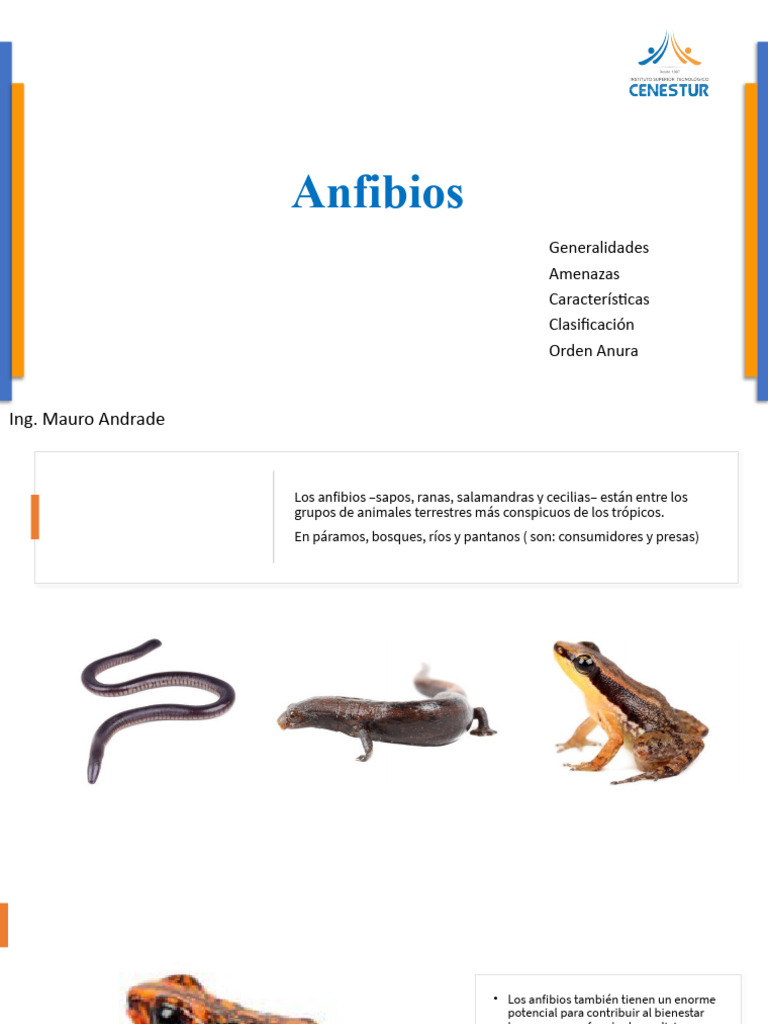 Anfibios | PDF | Anfibio | Piel