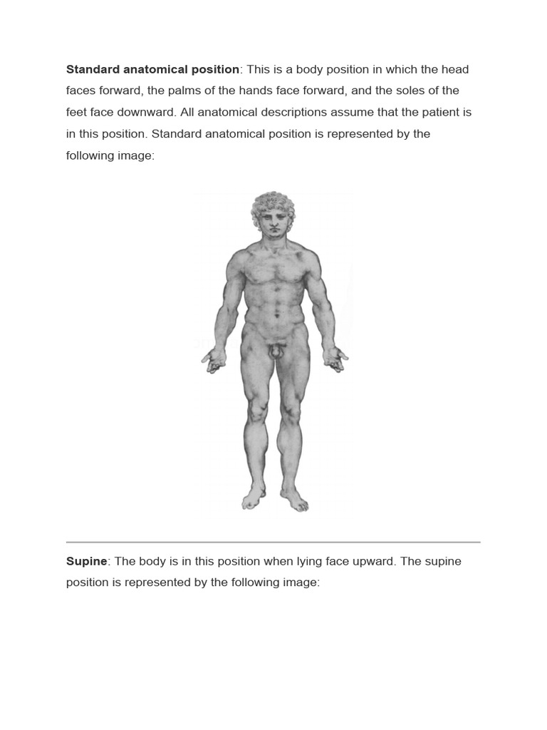 Basic anatomical terms | PDF | Anatomical Terms Of Location | Human Anatomy