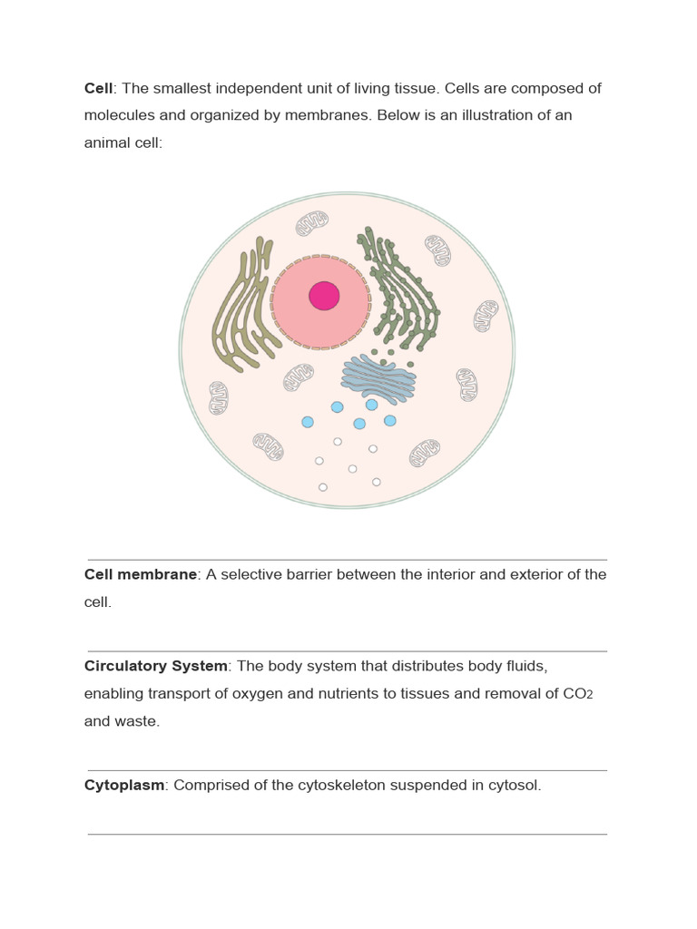 Tissues and Organization | PDF | Endoplasmic Reticulum | Cell (Biology)