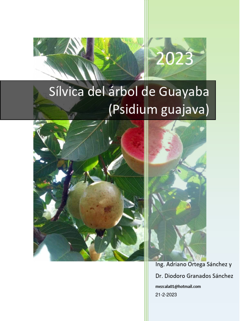 000 Silvica de Guayaba | PDF | Semilla | México