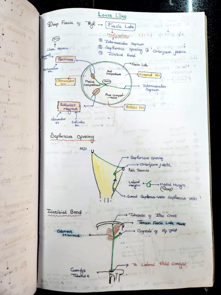 Lower Limb Anatomy Notes Dermatome (anatomy) Wikipedia