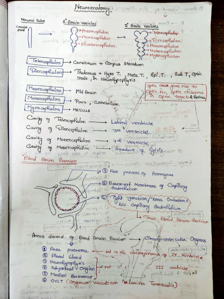 Neuroanatomy HandwrittenS | PDF