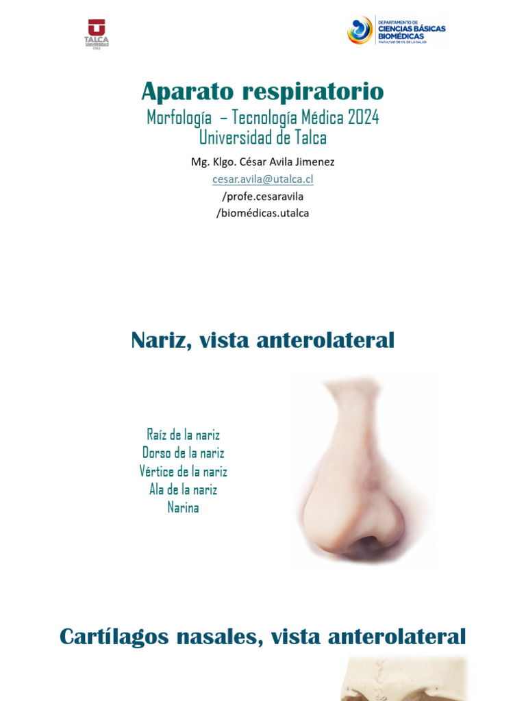 Aparato Respiratorio PDF | PDF | Laringe | Nariz humana