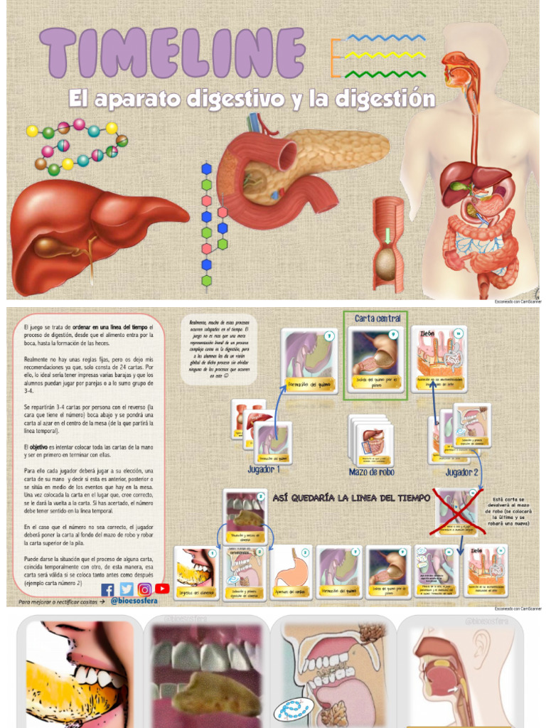 Juego De La Digestion Pdf Versión 1 Pdf