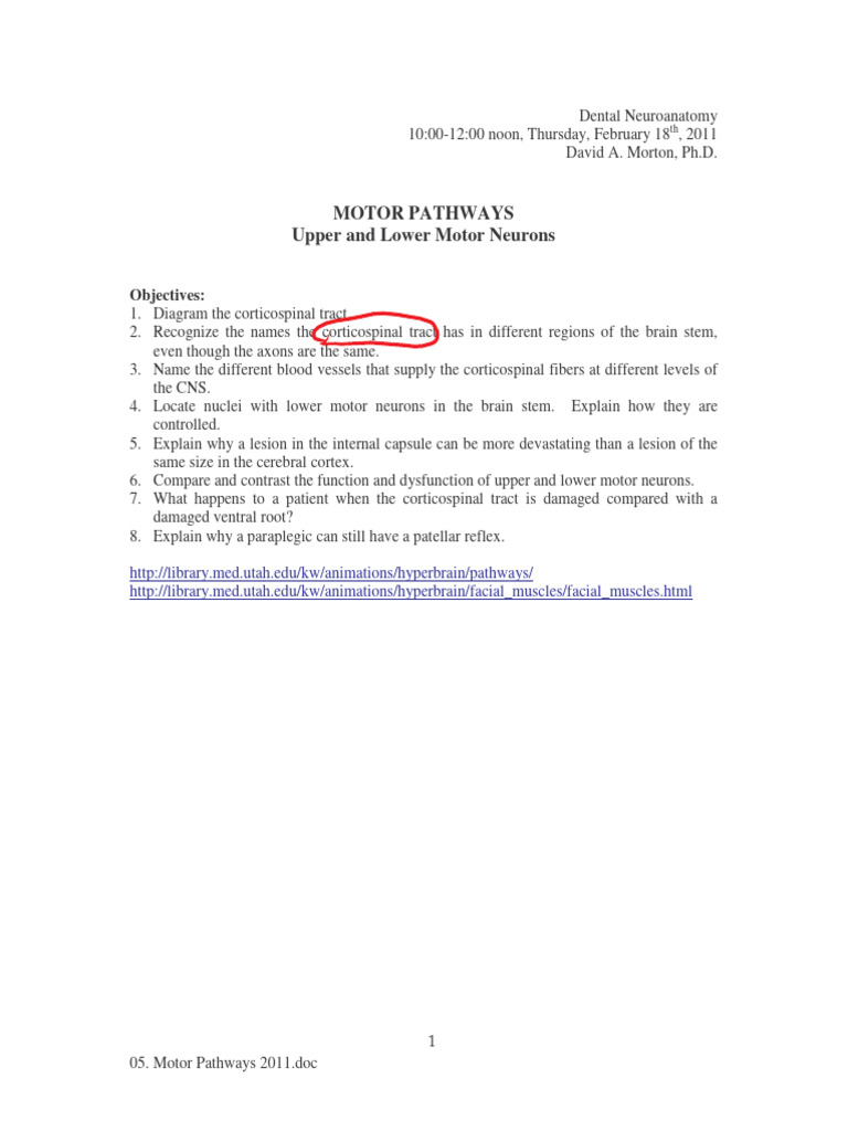 Motor Pathways 2011 Annotated - JNT | PDF | Motor Neuron | Spinal Cord