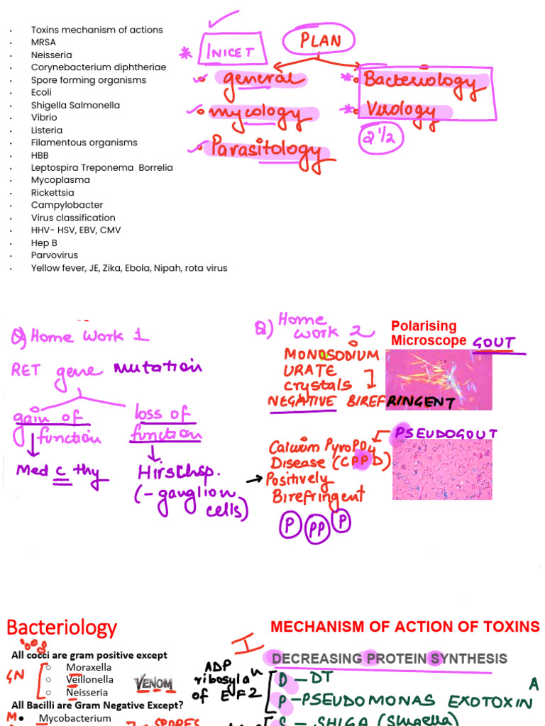 Microbiology LRR by Dr. Preeti Sharma | PDF | Streptococcus | Escherichia Coli