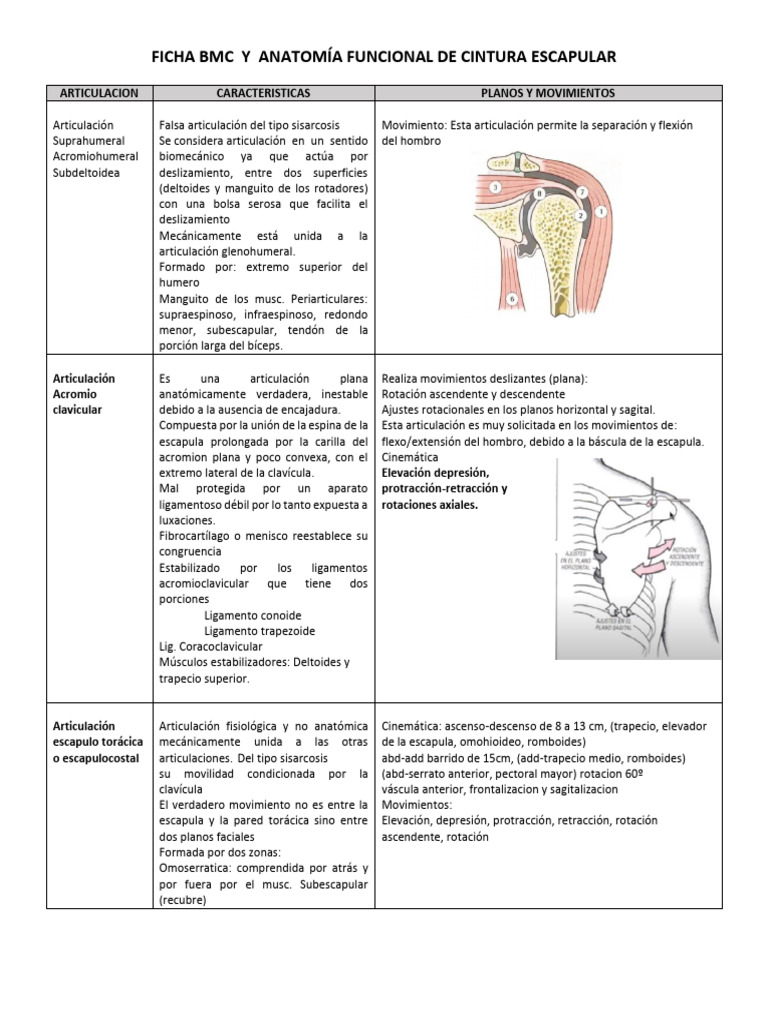 Anatomía y Función de la Cintura Escapular | PDF | Hombro | Anatomía humana