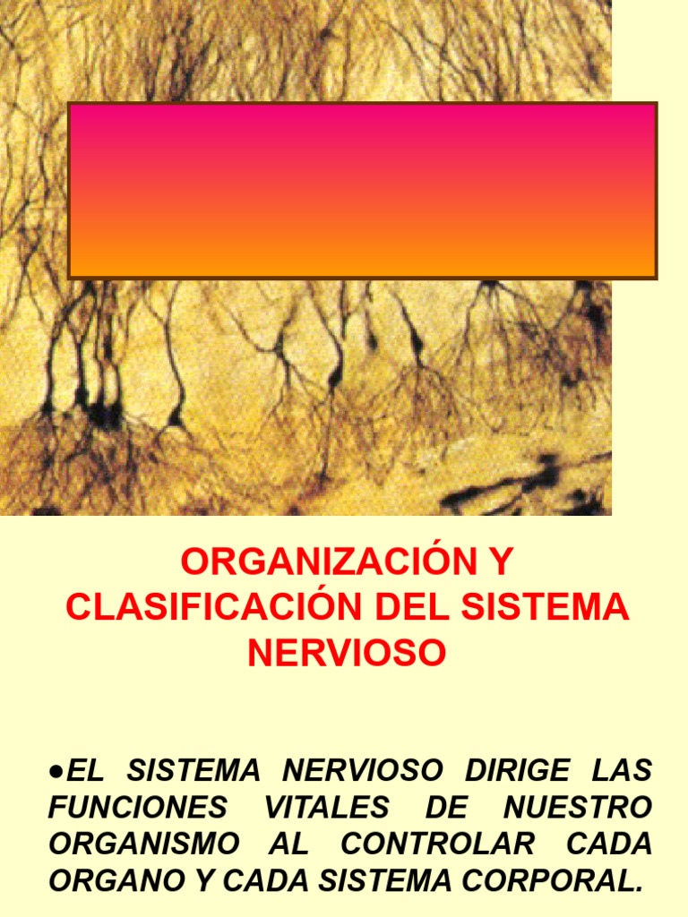 S.nervioso Completo | PDF | Cerebro | Cerebelo