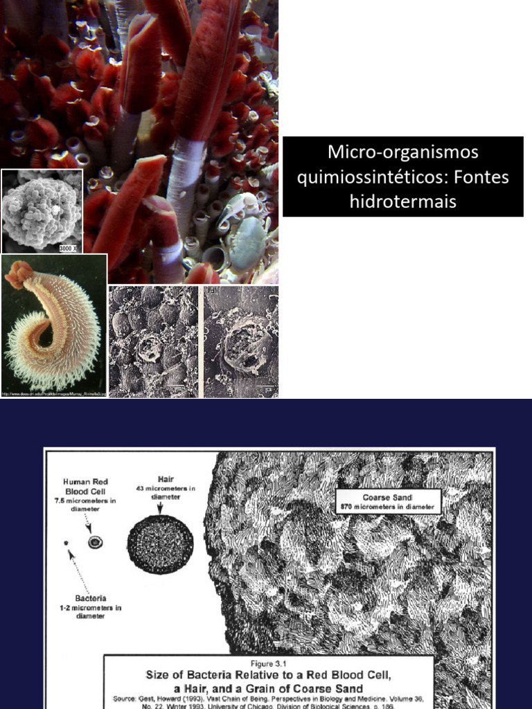 2021 Micro-Organismos Quimiosinteticos em Oceano Profundo | PDF ...