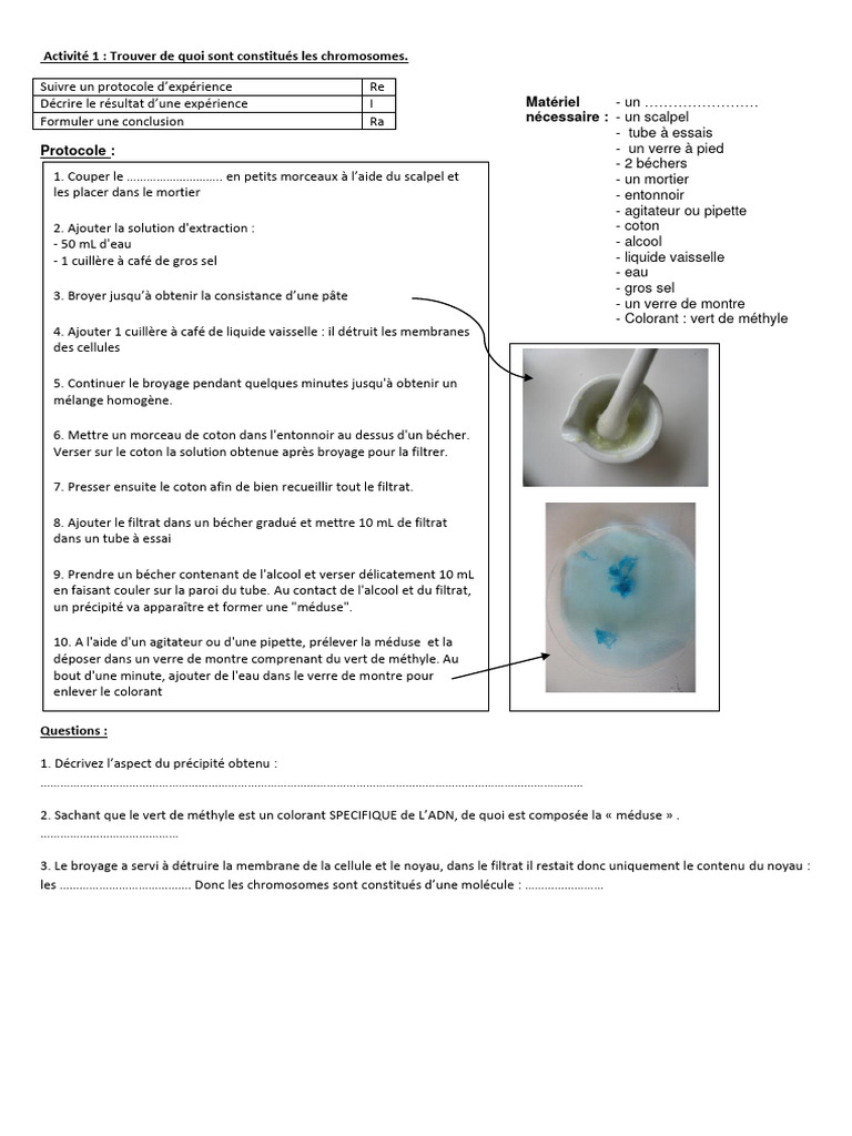 Protocole d'extraction d'ADN de banane | PDF | Filtration