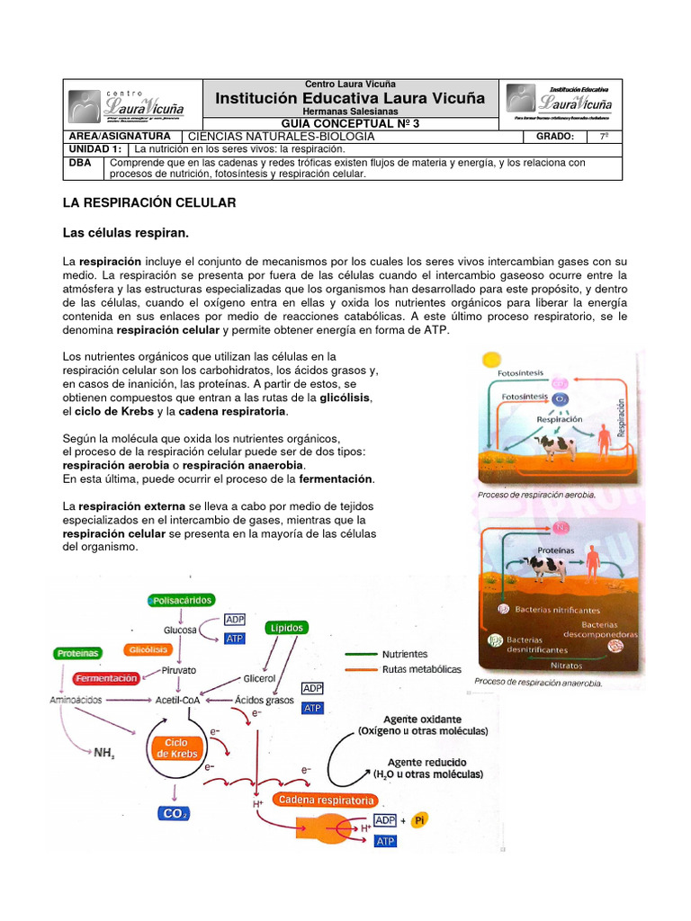 Guía Conceptual # 3 Biología 7º (2024) | PDF | Respiración celular ...