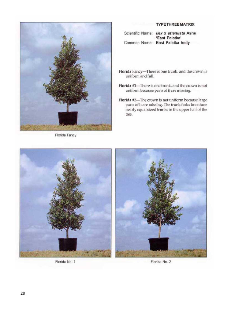 Gradesstandards28 48 | PDF | Trees | Pruning