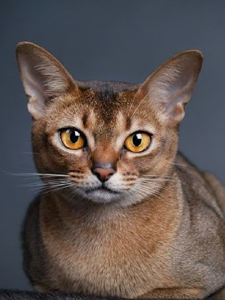 Gato | PDF