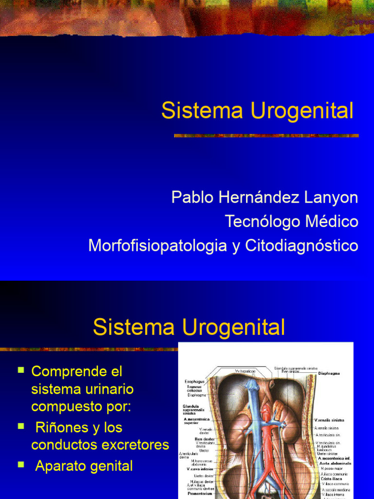 Anatomía Sistema Urogenital | Descargar gratis PDF | Testículo | Riñón