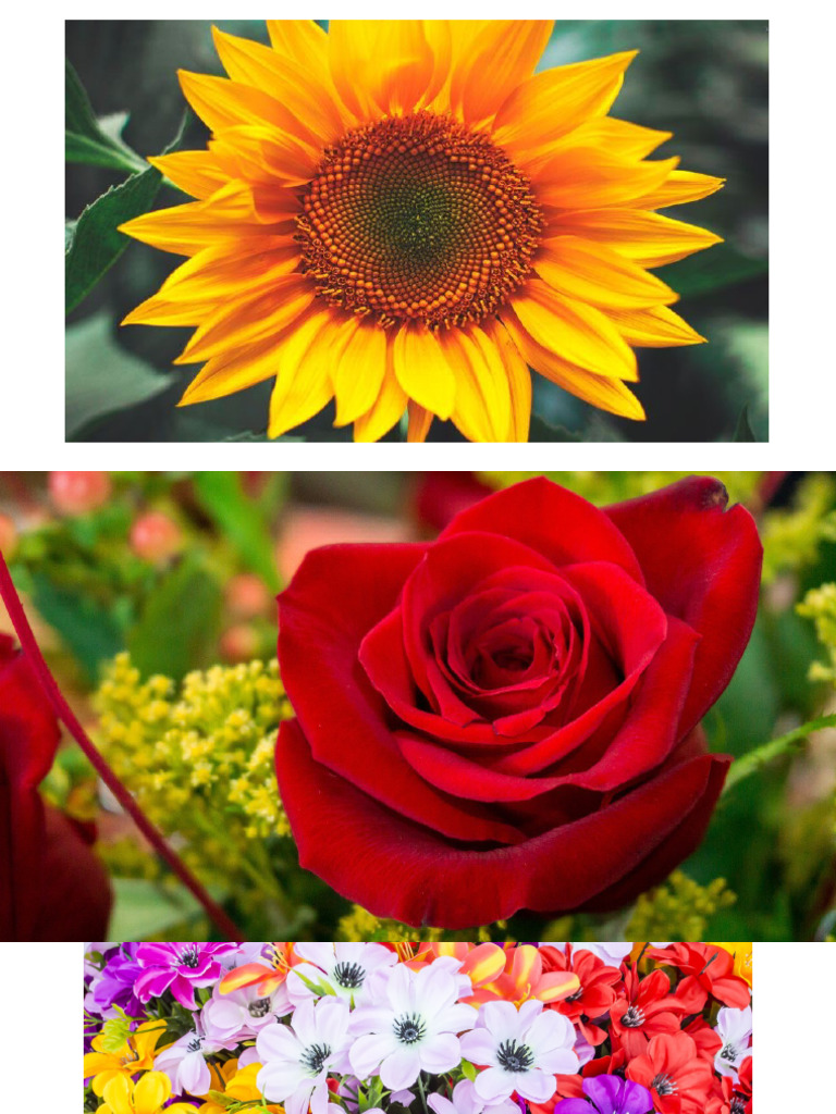 Flore | PDF