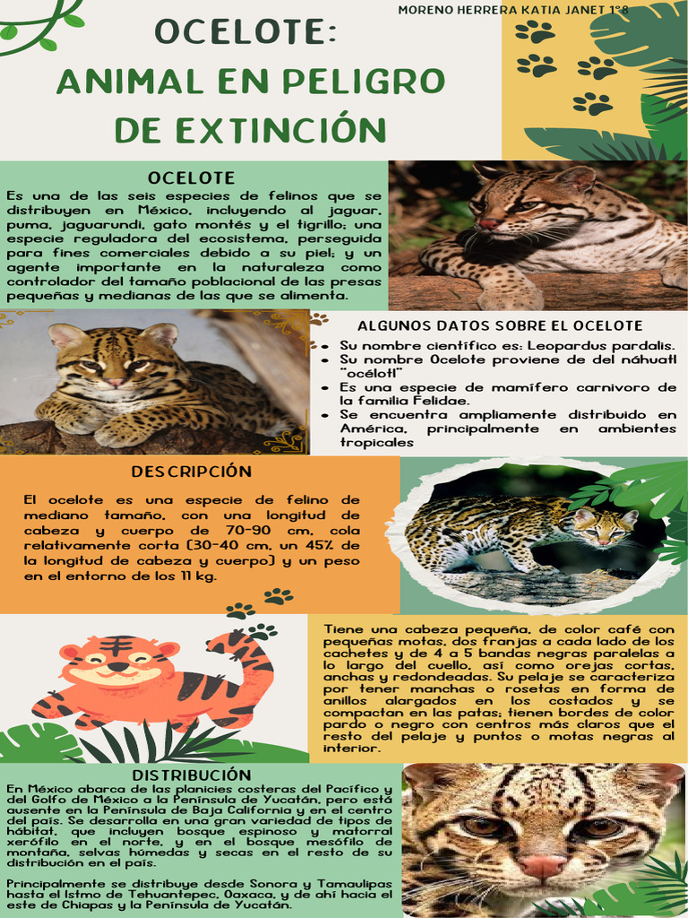 Infografia Ocelote | PDF | Zoología