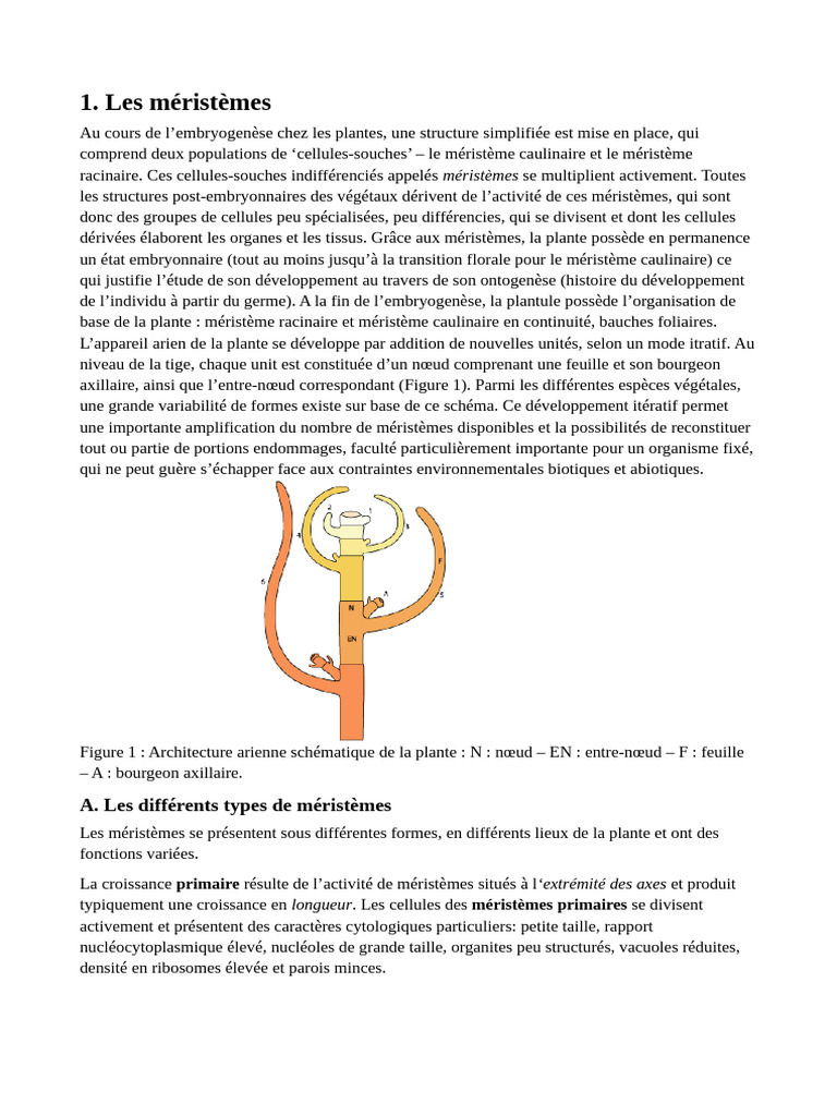 Types et fonctions des méristèmes végétaux | PDF | Racine | Tige (Plante)