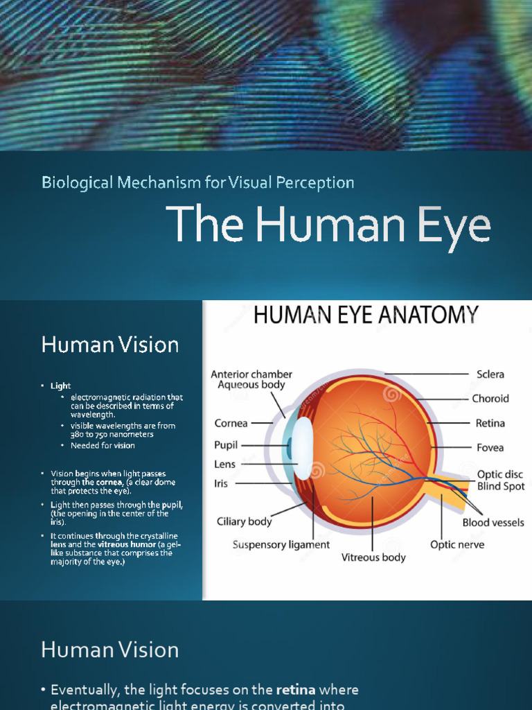 02. Human Visual System and Perception of Objects | PDF