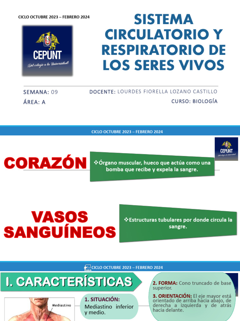 Semana 9 | PDF | Corazón | Pulmón