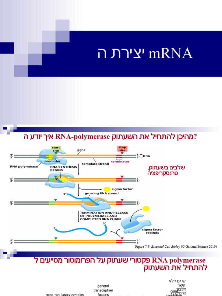 ה תריצי mRNA | PDF