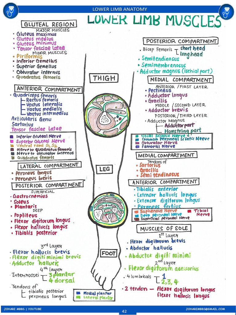Lower Limb | PDF | Human Leg | Foot