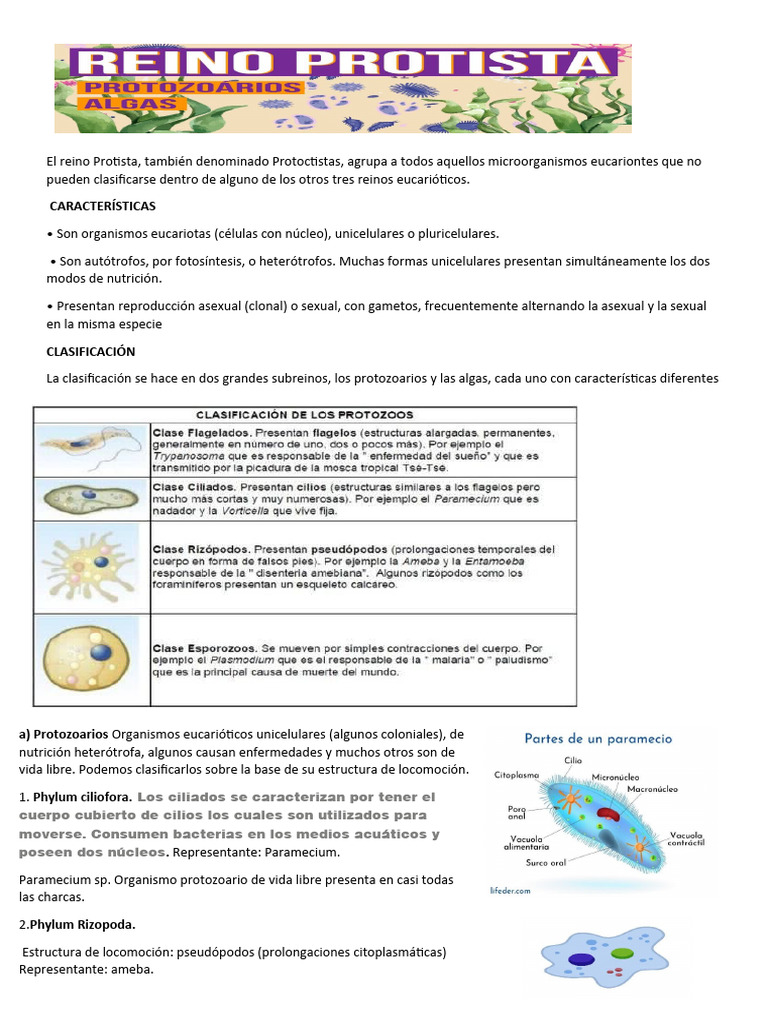 Protista | PDF | Algas | Eucariotas