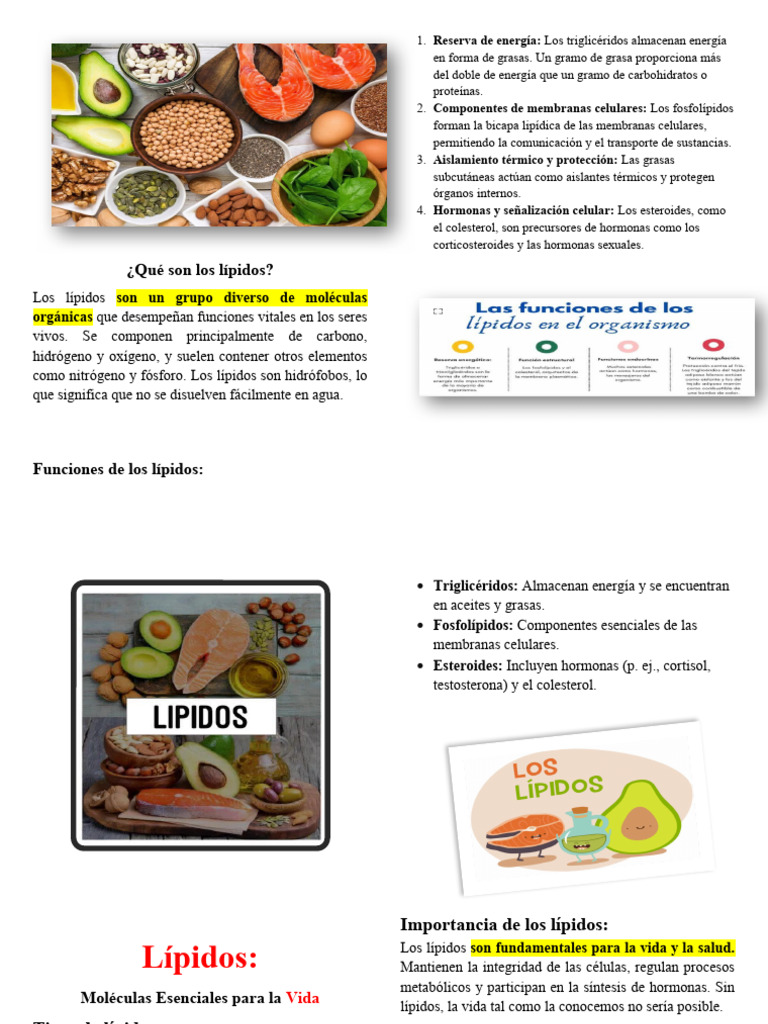 Lípidos: Funciones y Tipos Esenciales | PDF | Lípido | Membrana celular