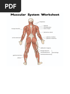 Muscular System Labeling Worksheet Musculoskeletal System Activities