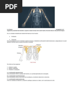 Anatomía de la Escápula y Cintura Escapular | PDF
