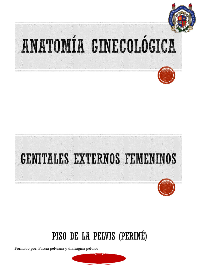 Anatomia-Ginecologic 2 | Descargar gratis PDF | Labios | Pelvis