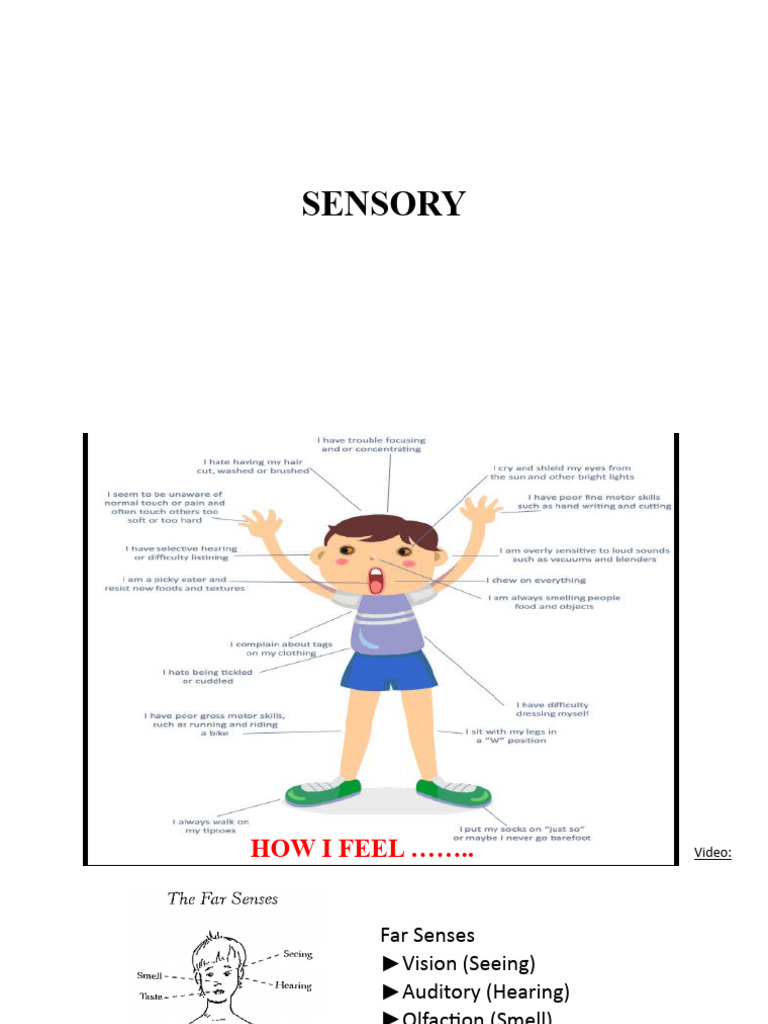 M2 What U Need To Know About Sensory | PDF | Senses | Somatosensory System