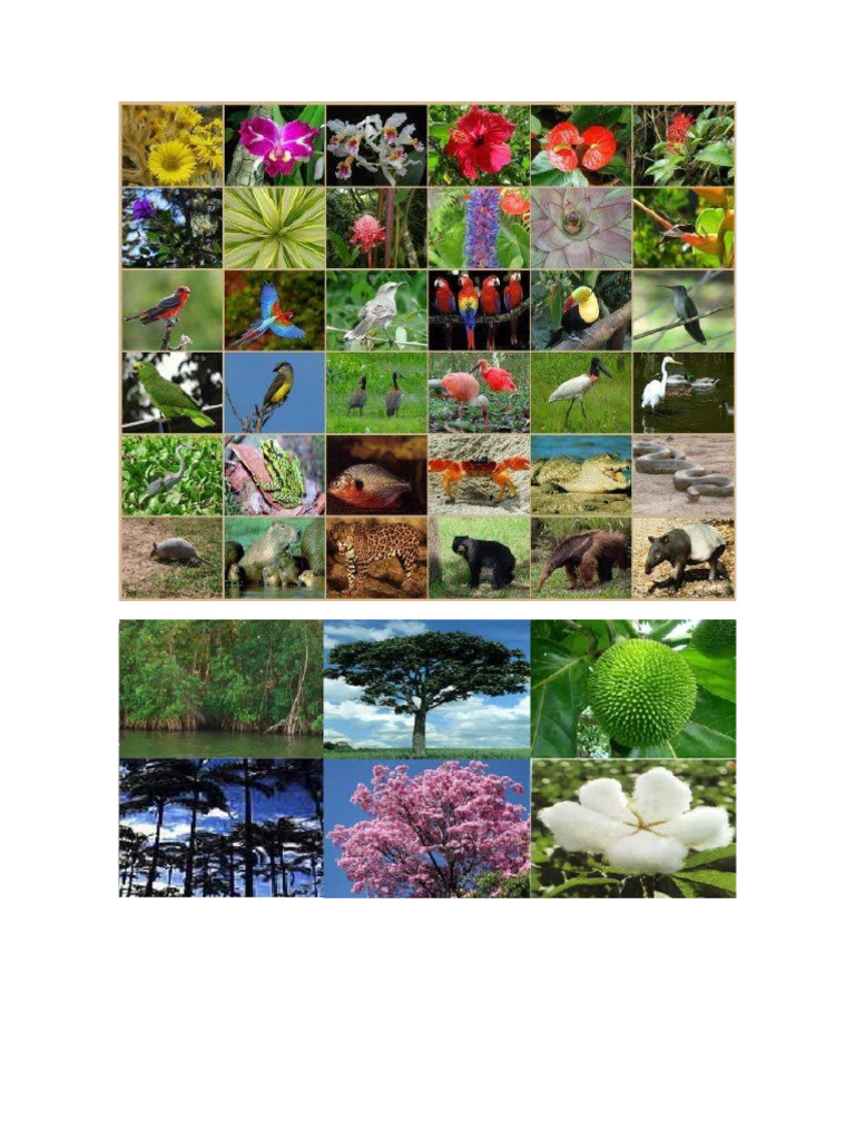 Flora y Fauna 2 | PDF
