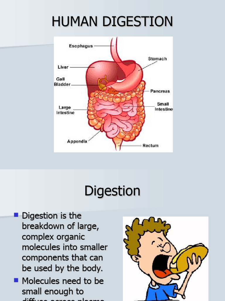 Human Digestion | PDF | Stomach | Digestion