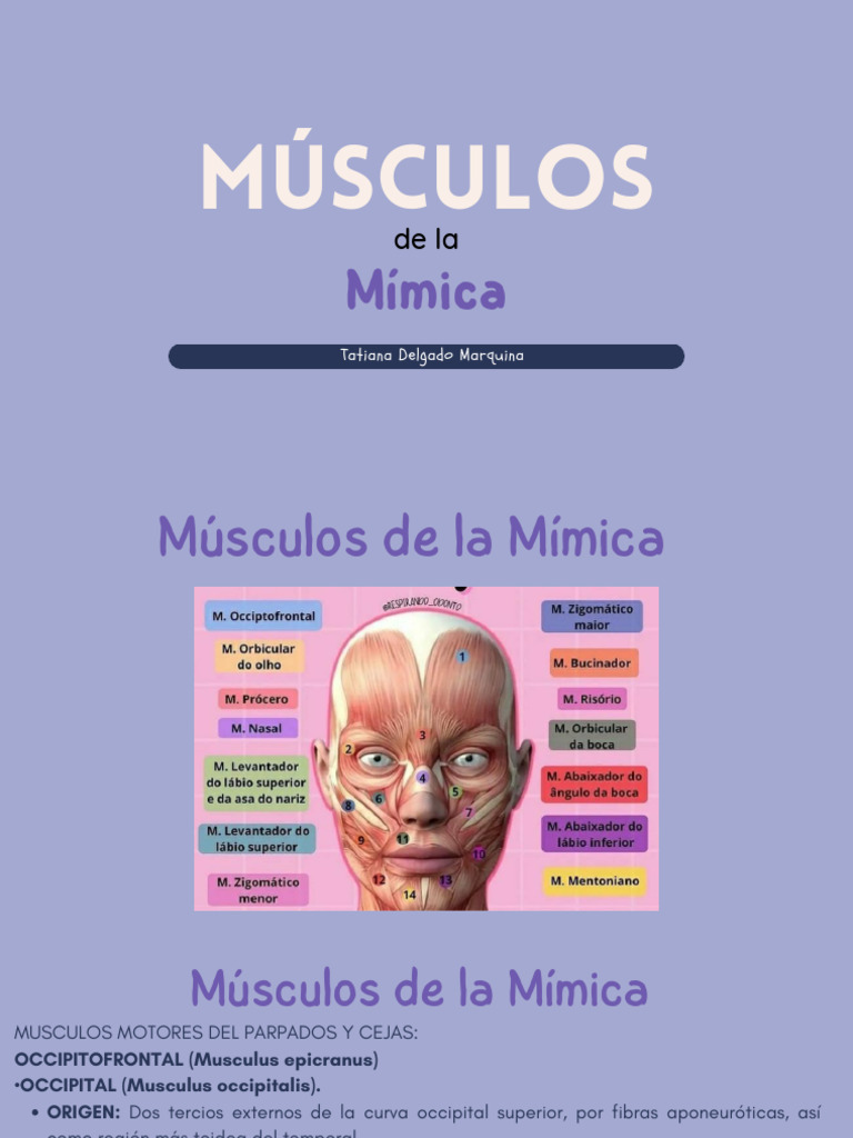 Músculos de La Mímica | PDF | Cara | Tejido suave