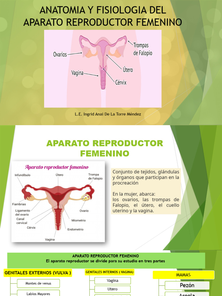 Aparato Femenino | PDF | Labios | Sistema reproductivo