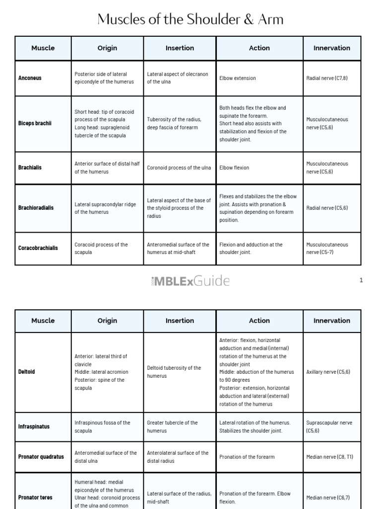 Muscles of The Shoulder and Arm | Download Free PDF | Anatomical Terms ...
