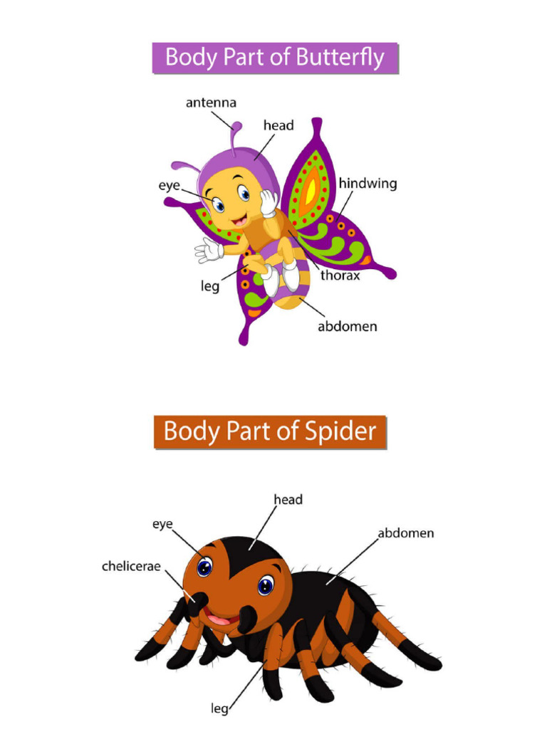 Animals | PDF
