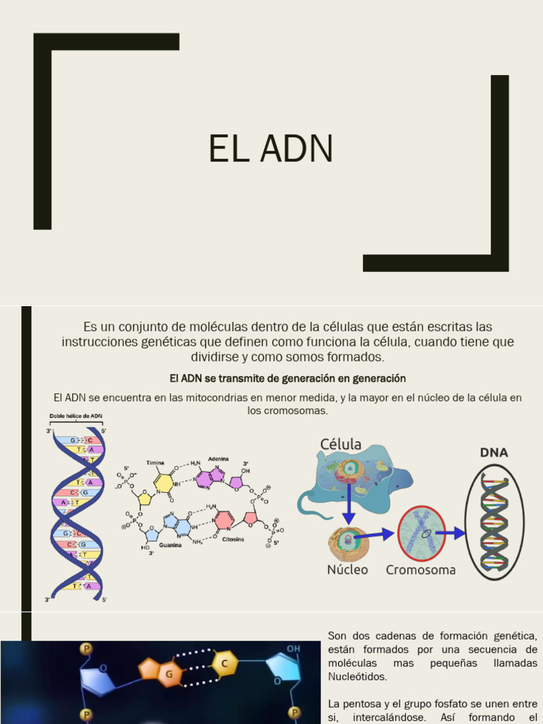 El Adn | PDF | Adn | Traducción (biología)