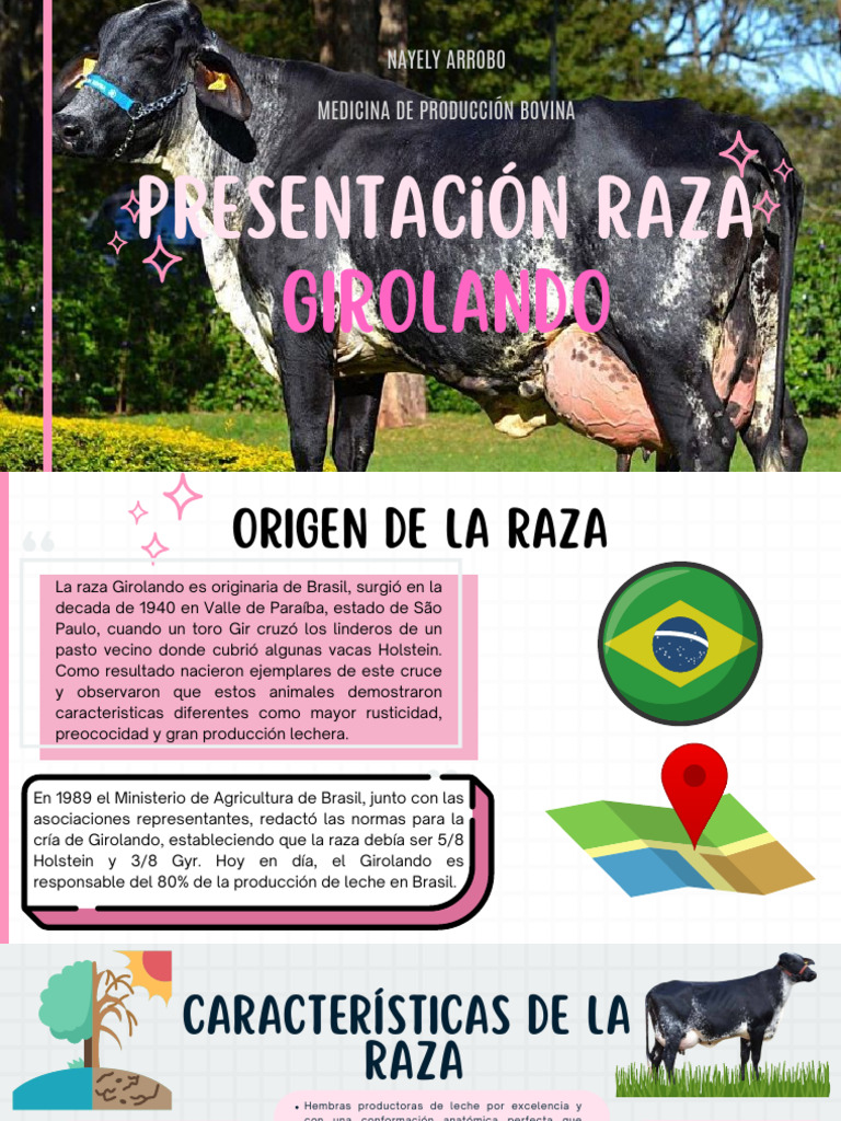 Características de la Raza Girolando | PDF | Vacas | Ganado
