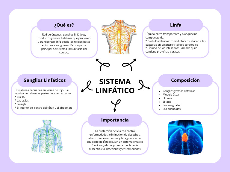 Sistema Linfático: Función y Estructura | PDF | Sistema linfático | Linfa