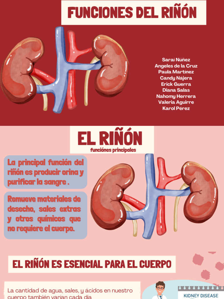 Funciones Del Riñon - 20240523 - 085413 - 0000 | PDF | Orina | Riñón