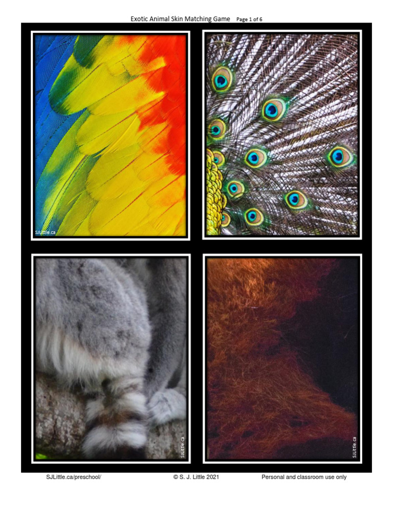 Exotic Animal Skin Matching Game | PDF | Zoology