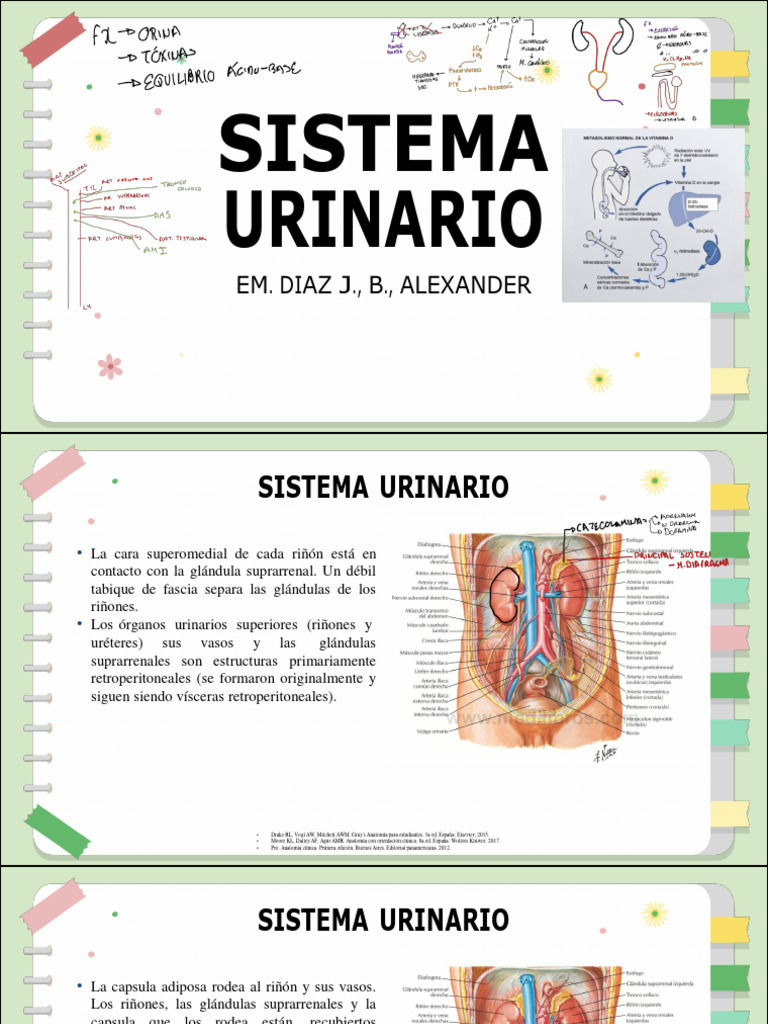 8 5 Anatomia Pelvis Sistema Urinario 1 Descargar Gratis Pdf Riñón
