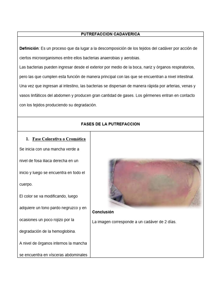 Fases de la Putrefacción Cadavérica | PDF | Descomposición | Abdomen