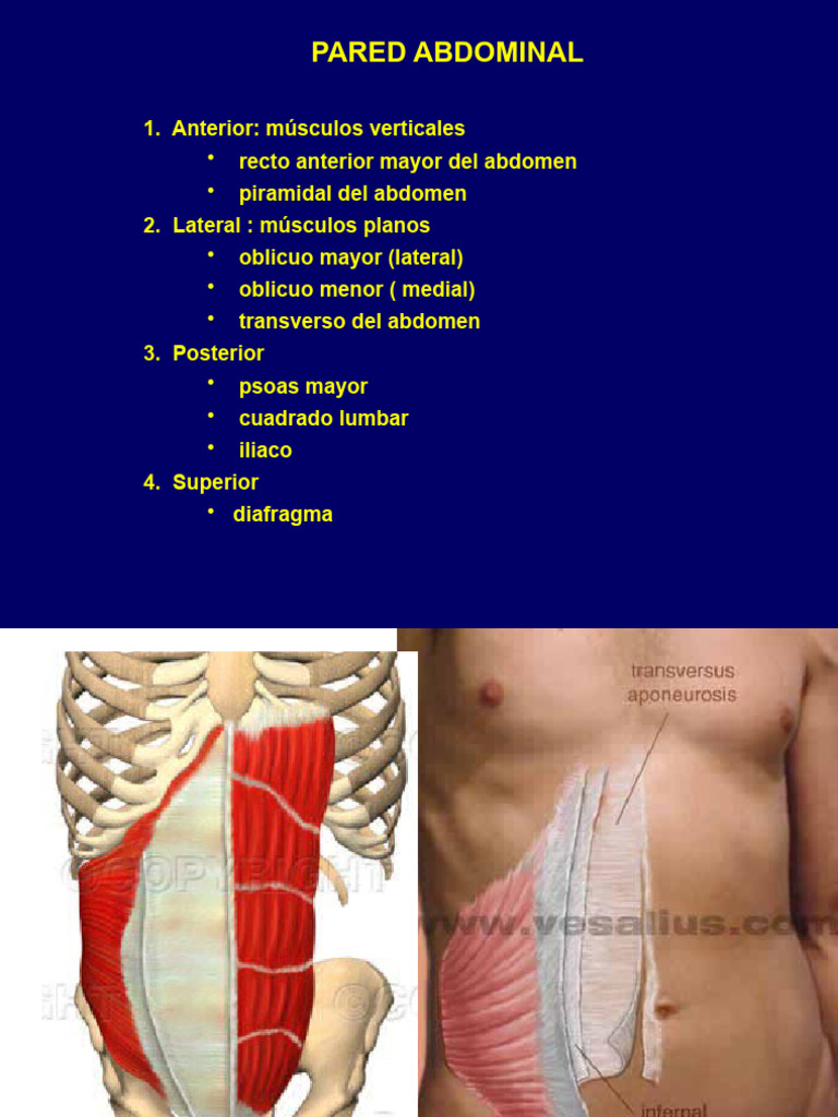 Sección de Abdomen Completo | PDF | Intestino grueso | Abdomen