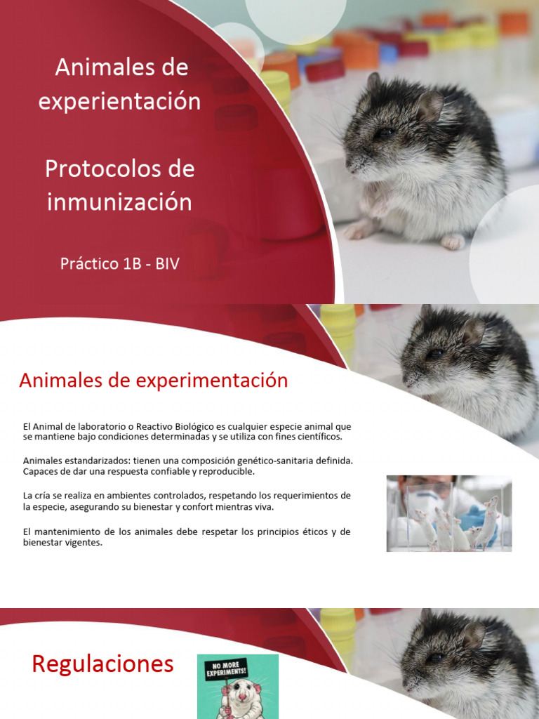 Práctico 1 B. Animales de Experimentación | PDF | Pruebas en animales ...