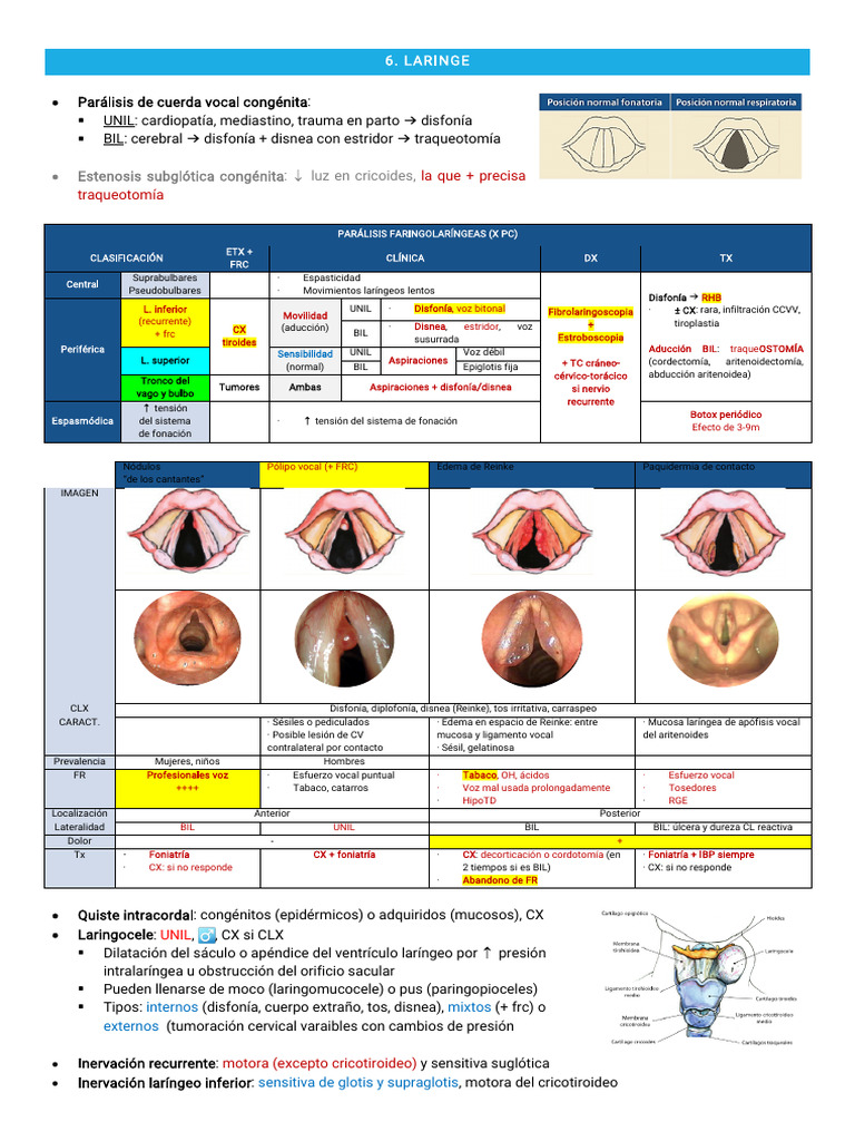 Laringe | PDF | Laringe | Enfermedades y trastornos