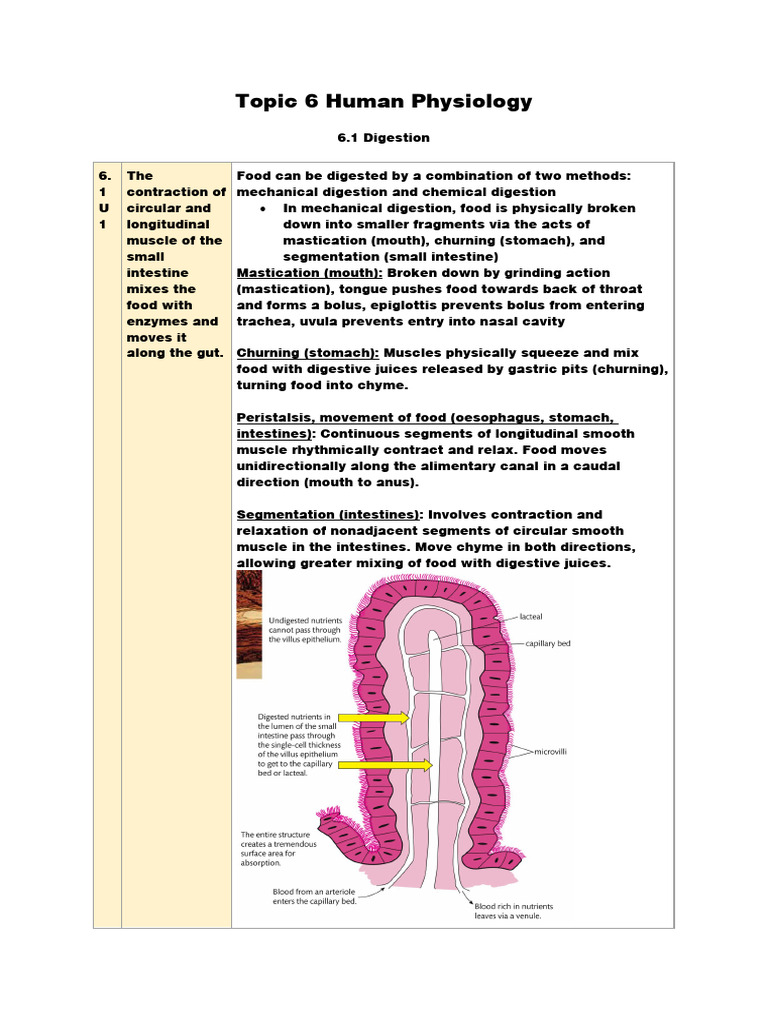 Topic 6 Human Physiology | PDF | Digestion | Artery